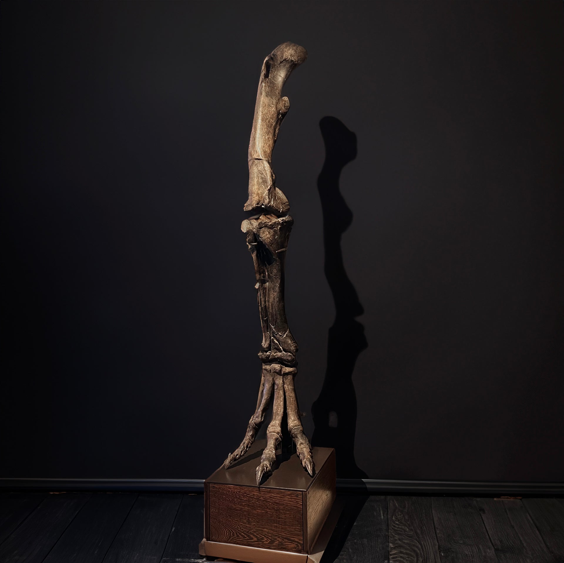 Allosaurus Leg – GRANADA